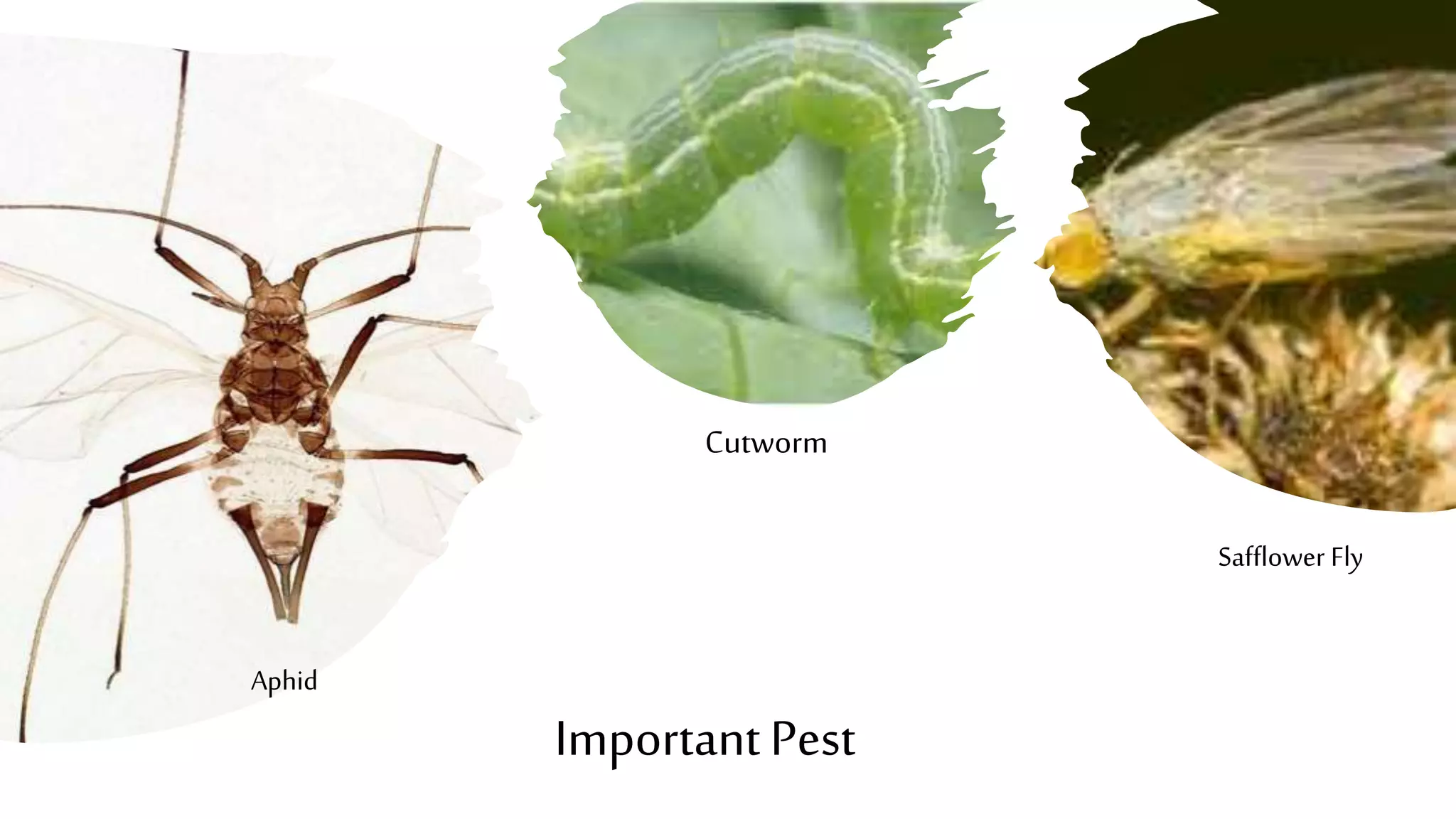 Safflower as an oilseed crop and its breeding | PPTX