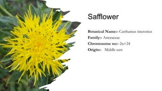 Safflower as an oilseed crop and its breeding | PPTX