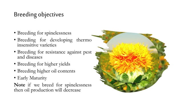 Safflower as an oilseed crop and its breeding | PPTX