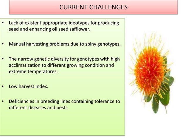 Safflower breeding | PPTX | Infertility | Reproductive Health