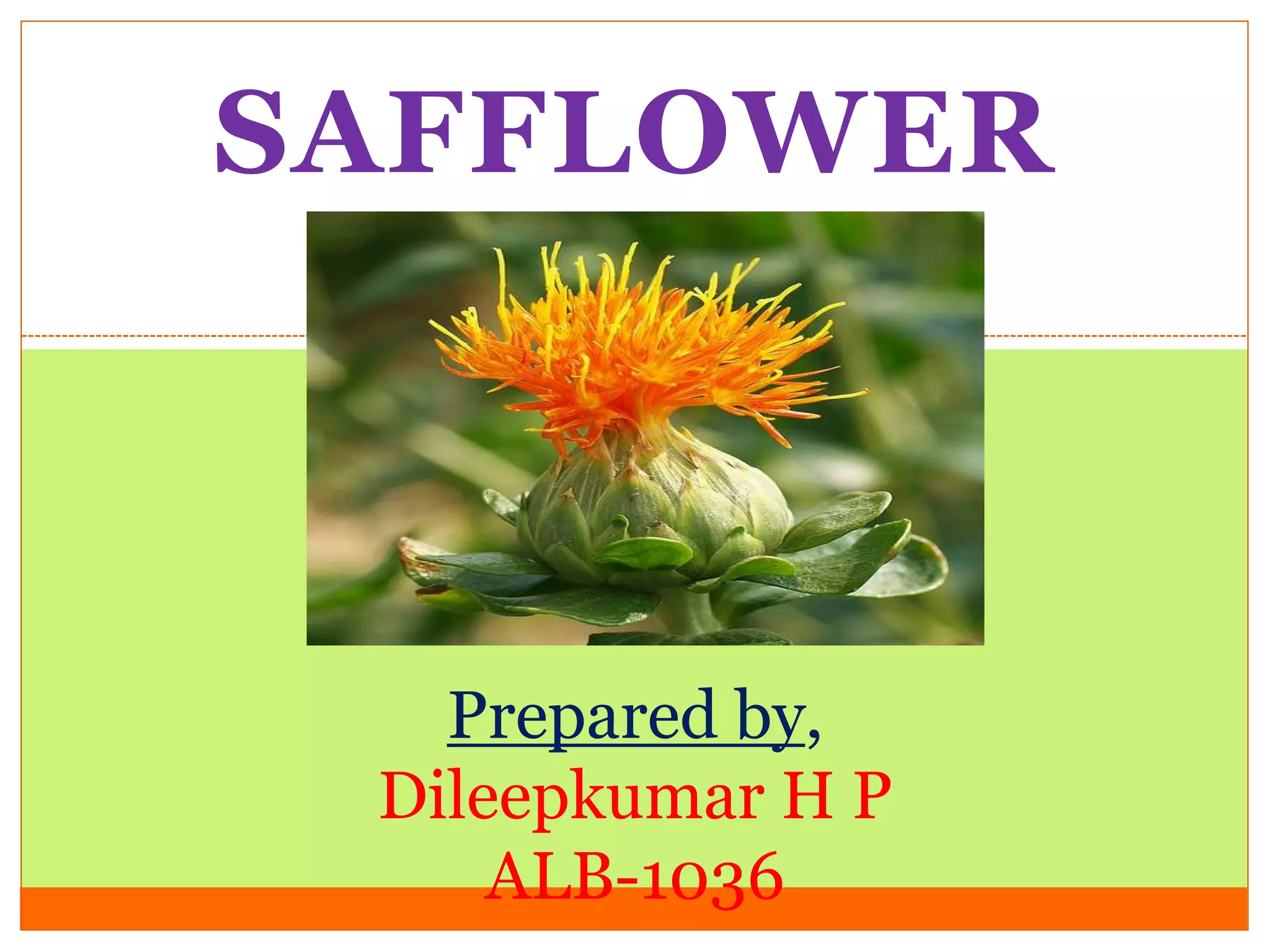 Safflower | PPTX