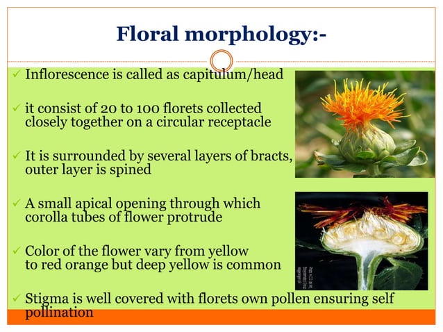 Safflower | PPTX