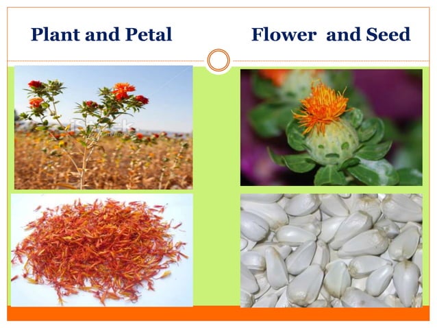 Safflower | PPTX