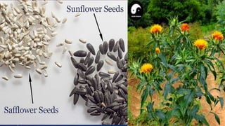 Safflower | PPTX