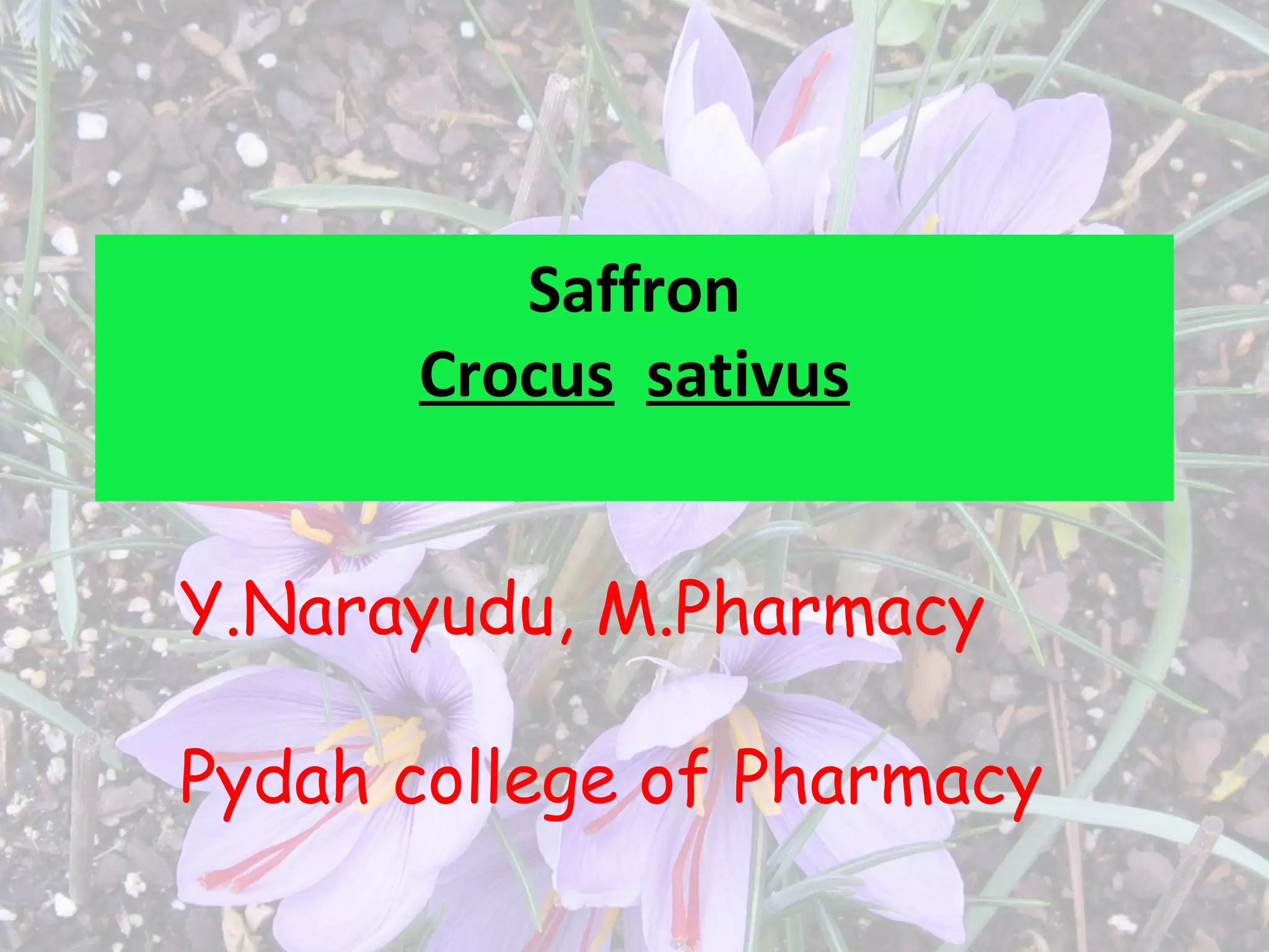 Saffron | PPT