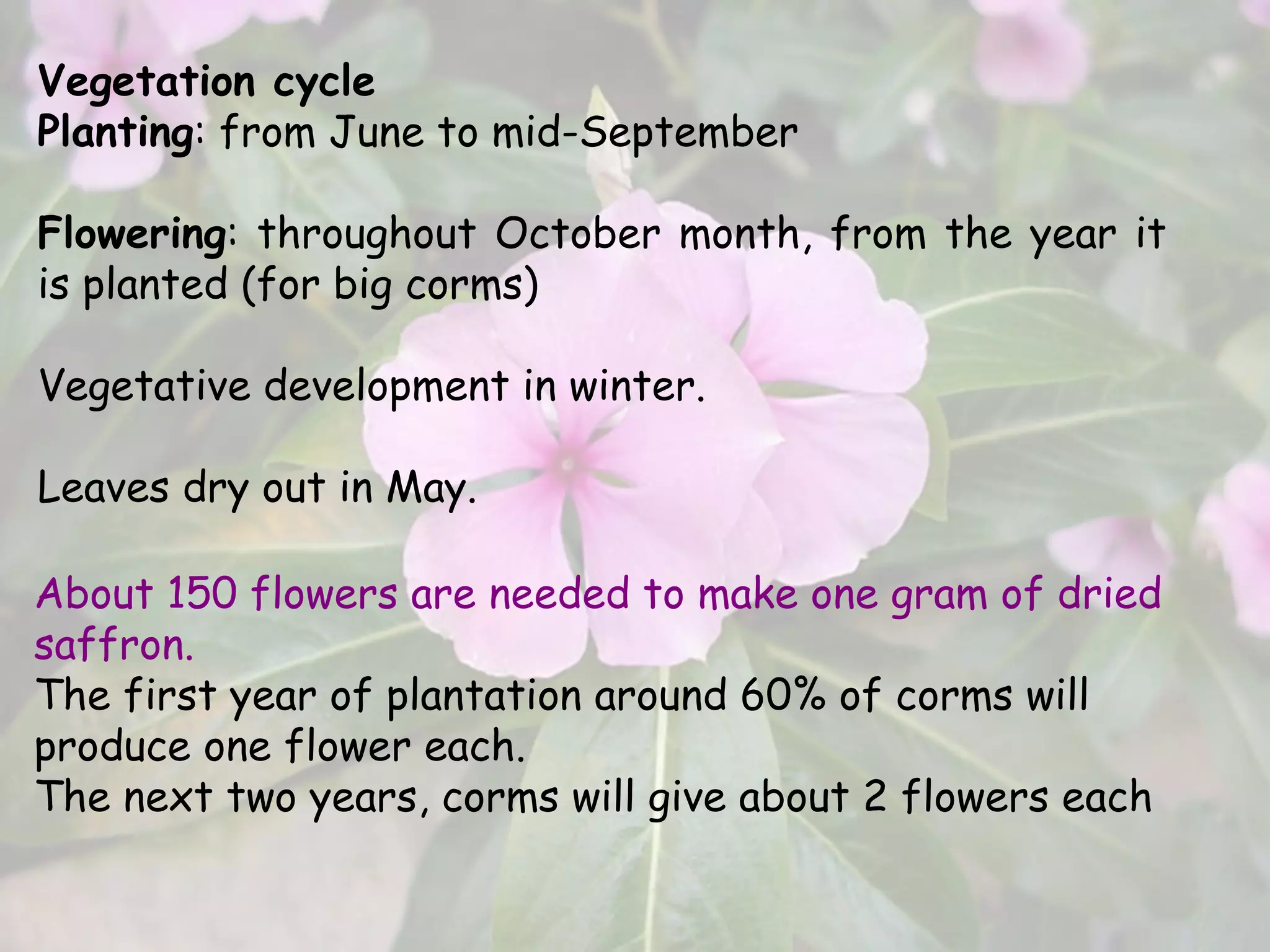 Saffron | PPT | Gardening | Home & Garden