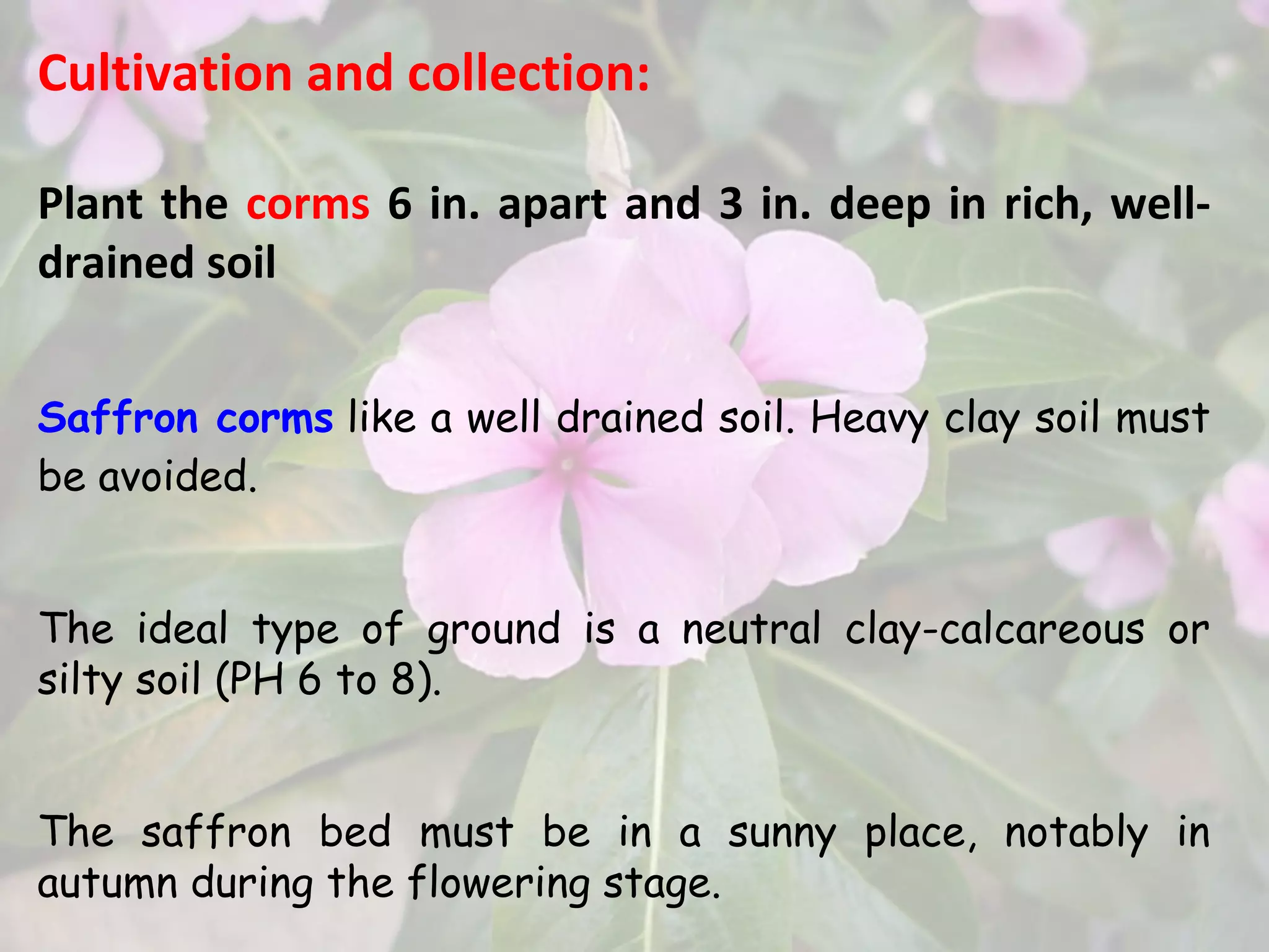 Saffron | PPT