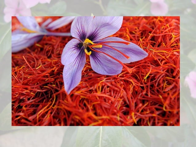 Saffron | PPT | Gardening | Home & Garden