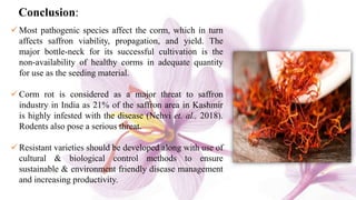 saffron.pptx