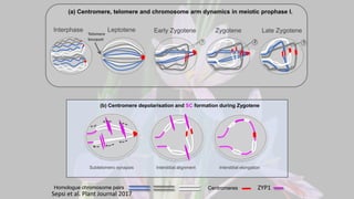 SaffronCrocusGenomicsThessalonikiOnlineMay2024TalkOnline.pptx