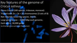 SaffronCrocusGenomicsThessalonikiOnlineMay2024TalkOnline.pptx