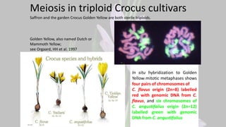 SaffronCrocusGenomicsThessalonikiOnlineMay2024TalkOnline.pptx