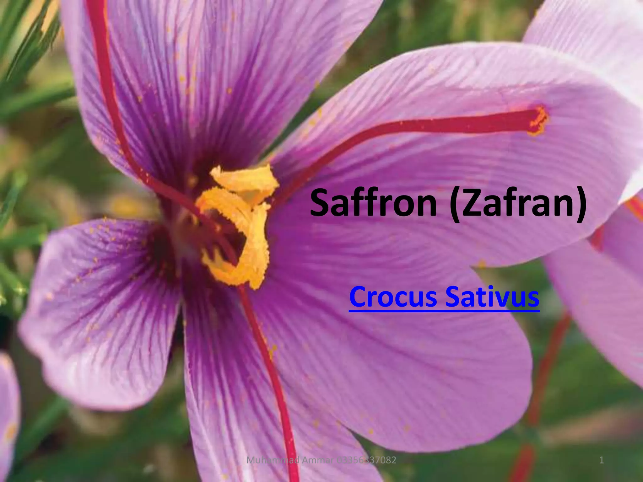 Saffron (zafran) Crocus Sativus | PPTX