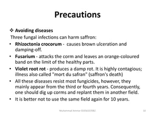 Saffron (zafran) Crocus Sativus | PPTX