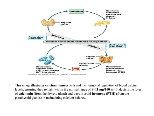 Overview of calcium in human muscles.pptx