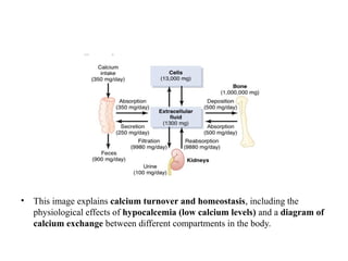 Overview of calcium in human muscles.pptx