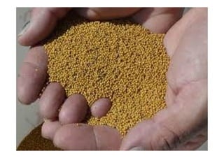 somansh Sagar english intergrated | PPT