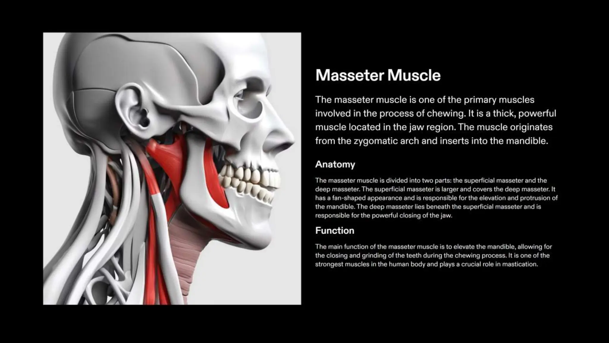 MUSCLE OF MASTICATION(a Review of anatomy).pptx