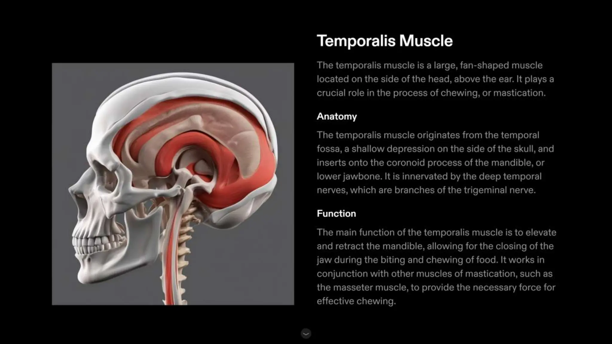 MUSCLE OF MASTICATION(a Review of anatomy).pptx