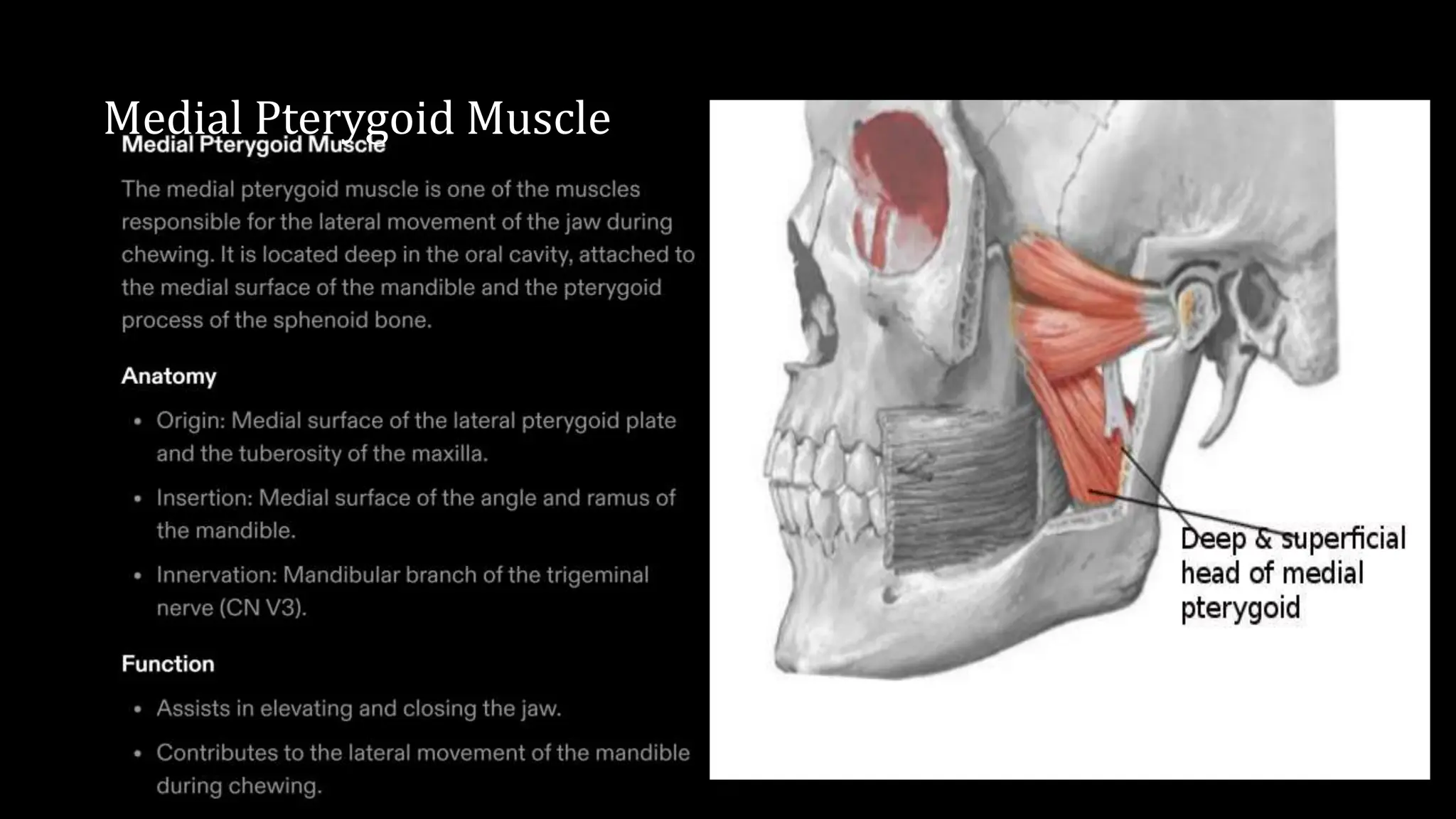 MUSCLE OF MASTICATION(a Review of anatomy).pptx