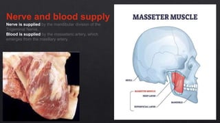 MUSCLE OF MASTICATION(a Review of anatomy).pptx