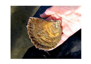 SAGB2013 Tony Legg (Jersey Sea Farms) | PPT