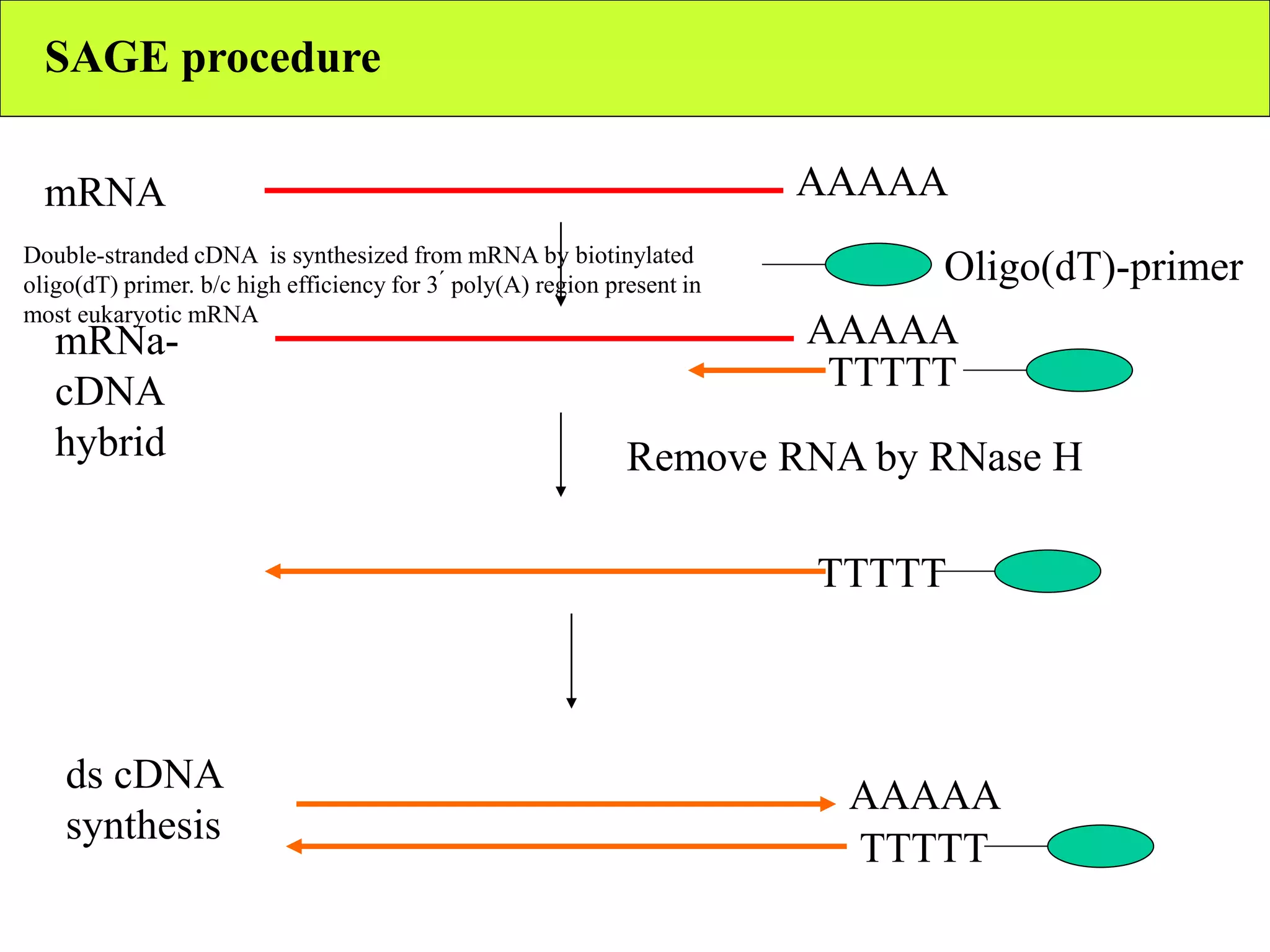 SAGE- Serial Analysis of Gene Expression | PPTX