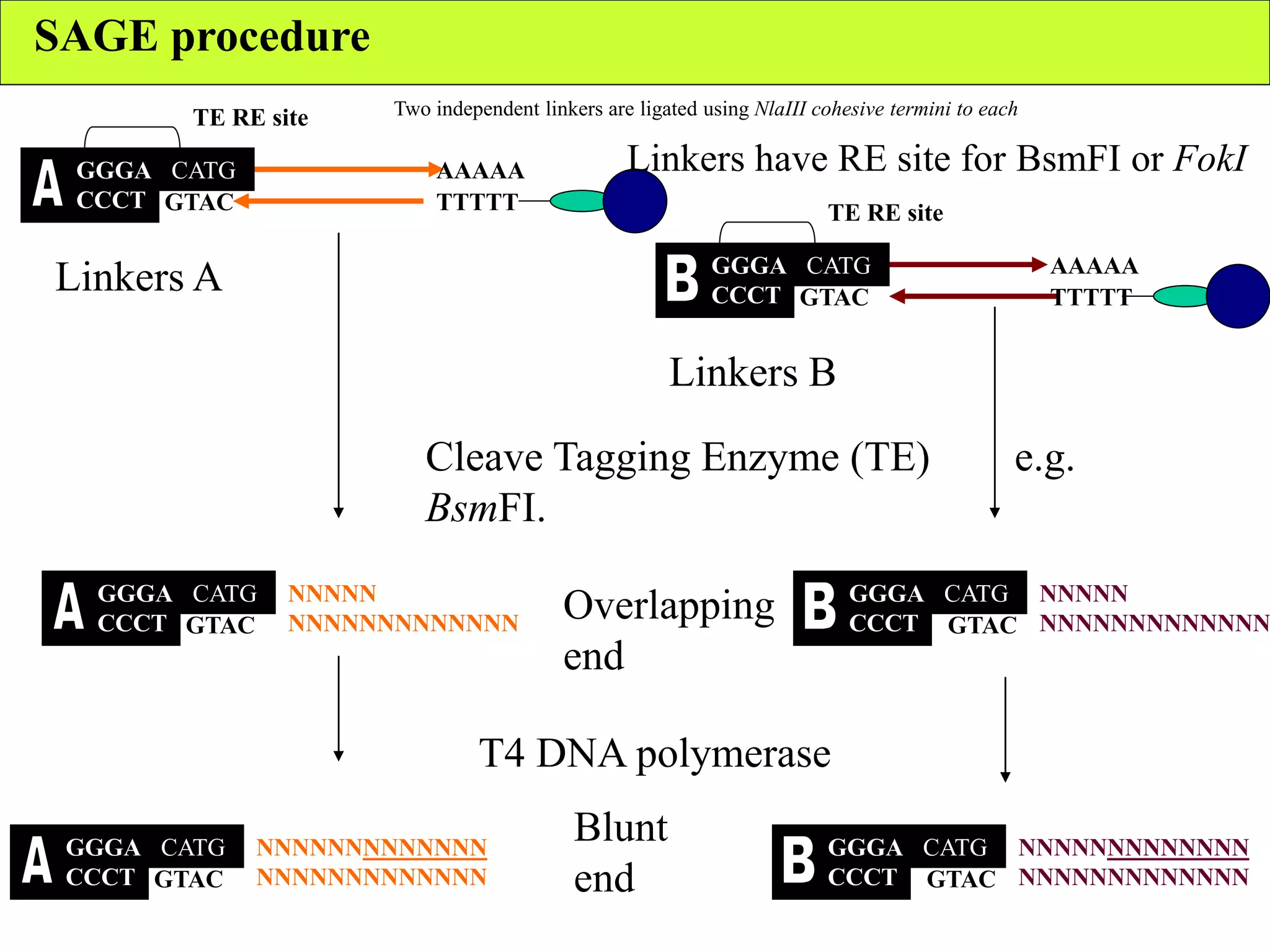SAGE- Serial Analysis of Gene Expression | PPTX