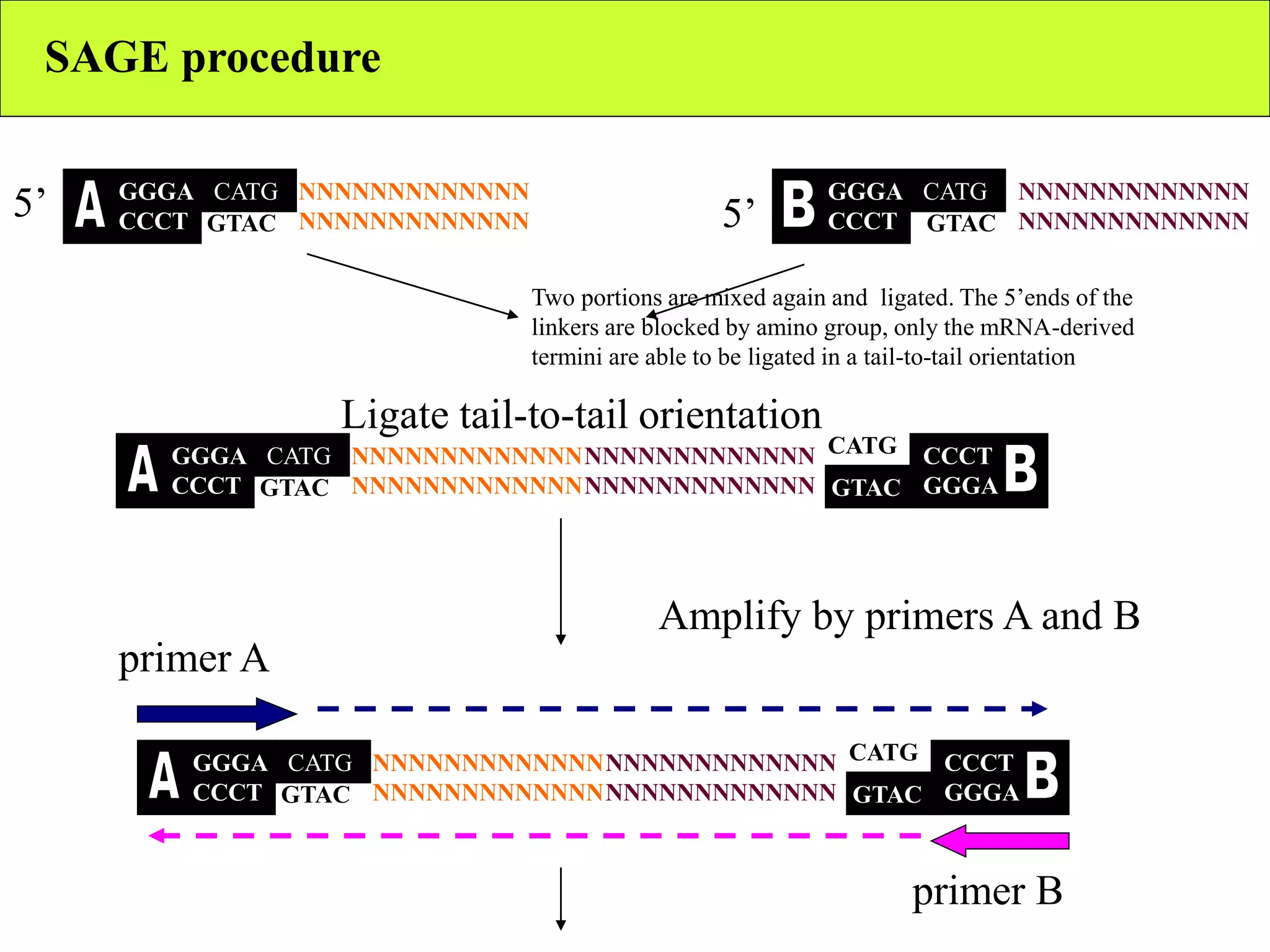 SAGE- Serial Analysis of Gene Expression | PPTX