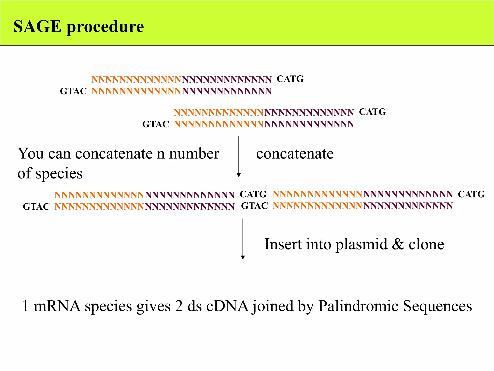 SAGE- Serial Analysis of Gene Expression | PPTX