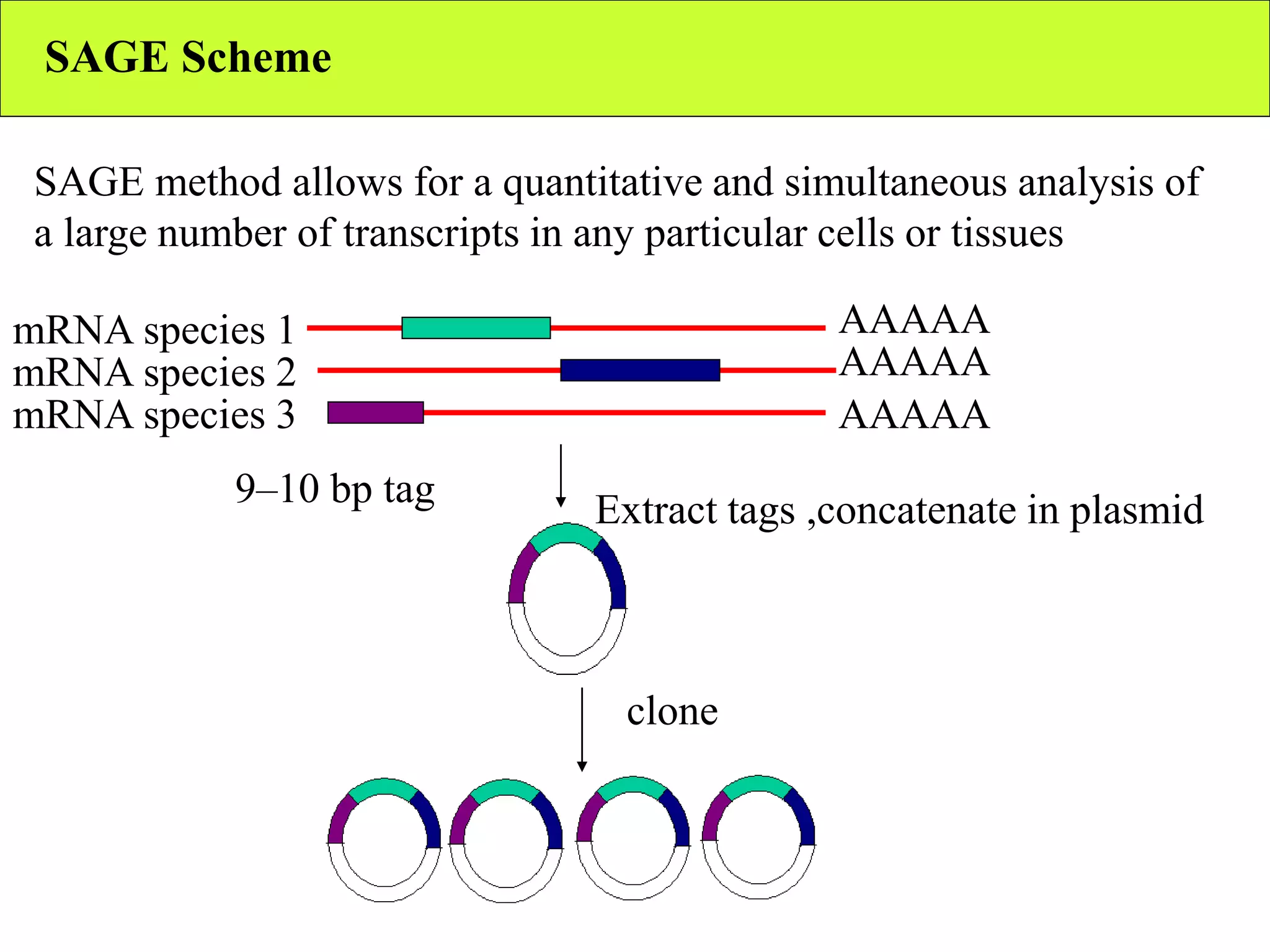 SAGE- Serial Analysis of Gene Expression | PPTX