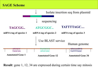 SAGE- Serial Analysis of Gene Expression | PPTX