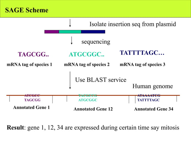 SAGE- Serial Analysis of Gene Expression | PPTX | Biological Sciences ...
