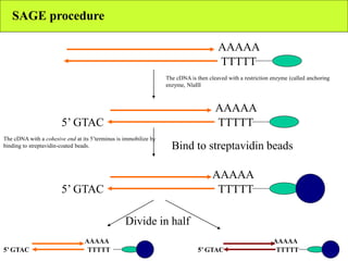 SAGE- Serial Analysis of Gene Expression | PPTX