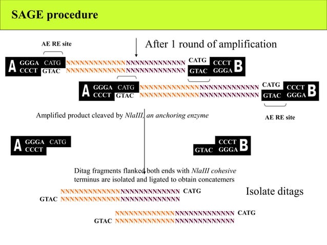 SAGE- Serial Analysis of Gene Expression | PPTX | Biological Sciences ...