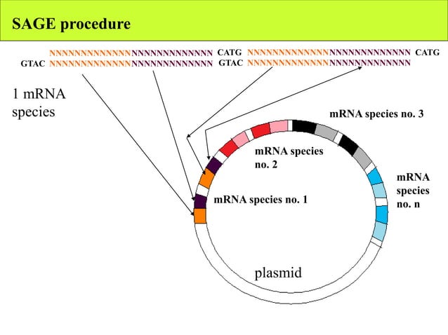 SAGE- Serial Analysis of Gene Expression | PPTX | Biological Sciences ...