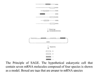 SAGE- Serial Analysis of Gene Expression | PPTX
