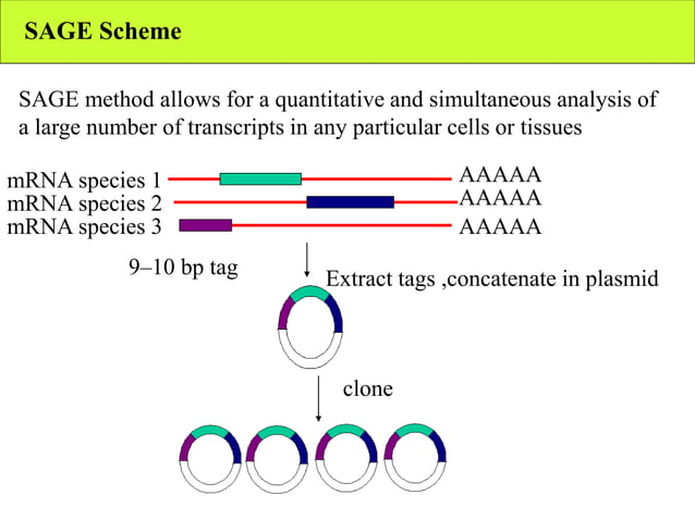 SAGE- Serial Analysis of Gene Expression | PPTX | Biological Sciences ...