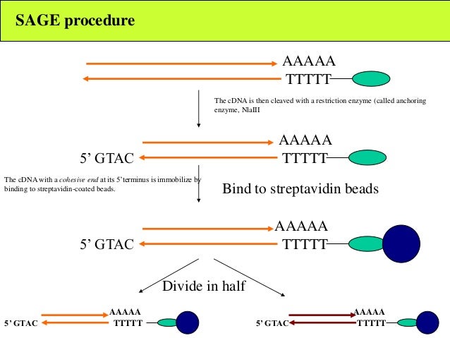 SAGE- Serial Analysis of Gene Expression