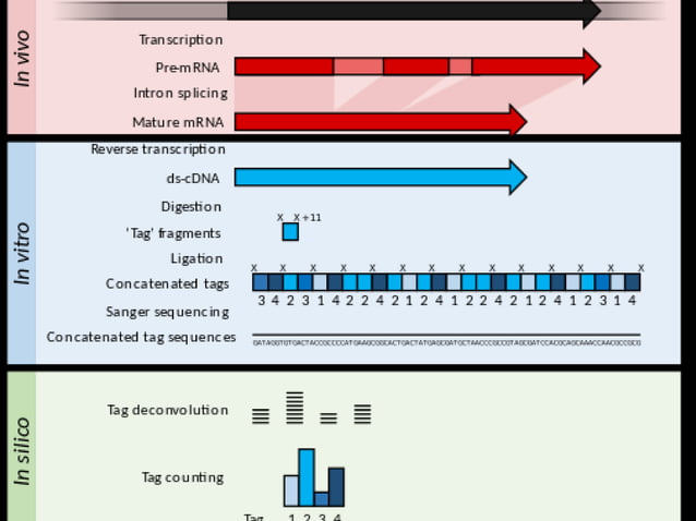 Sage - serial analysis of gene expression | PPTX
