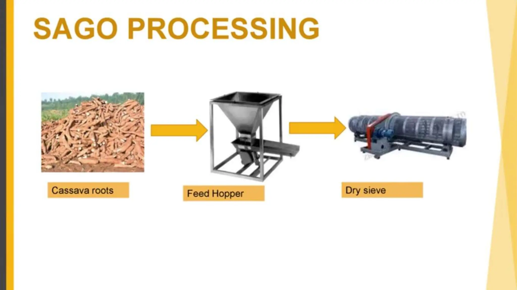 SAGO AS A STAPLE FOOD by SADYA KHAn.pptx