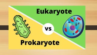 Eukaryotes_PowerPoint_Presentation Slide | PPT