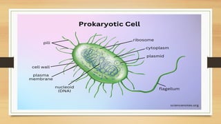 Eukaryotes_PowerPoint_Presentation Slide | PPT