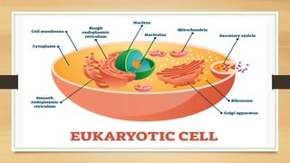 Eukaryotes_PowerPoint_Presentation Slide | PPT