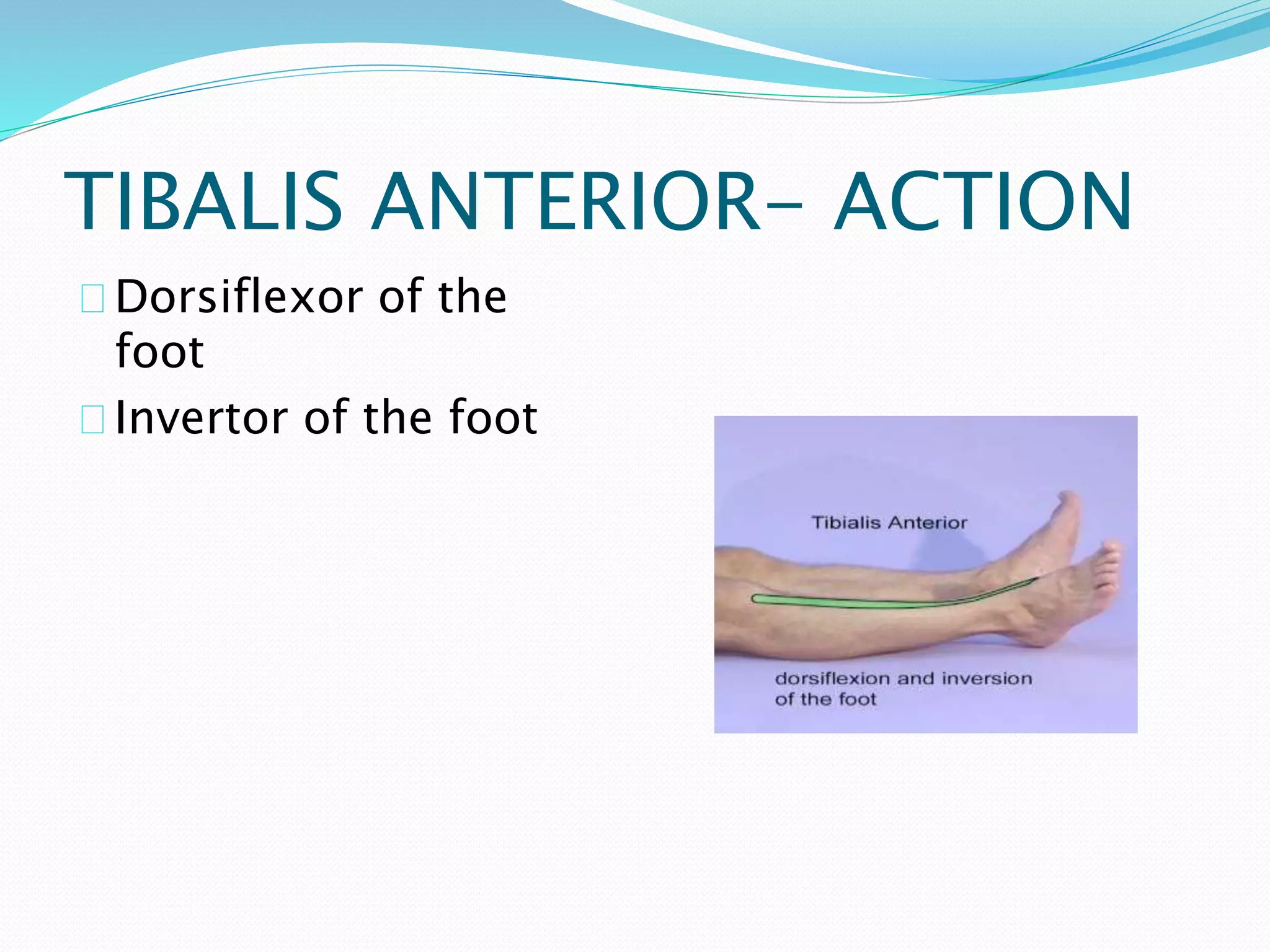 muscles of lower limb | PPTX