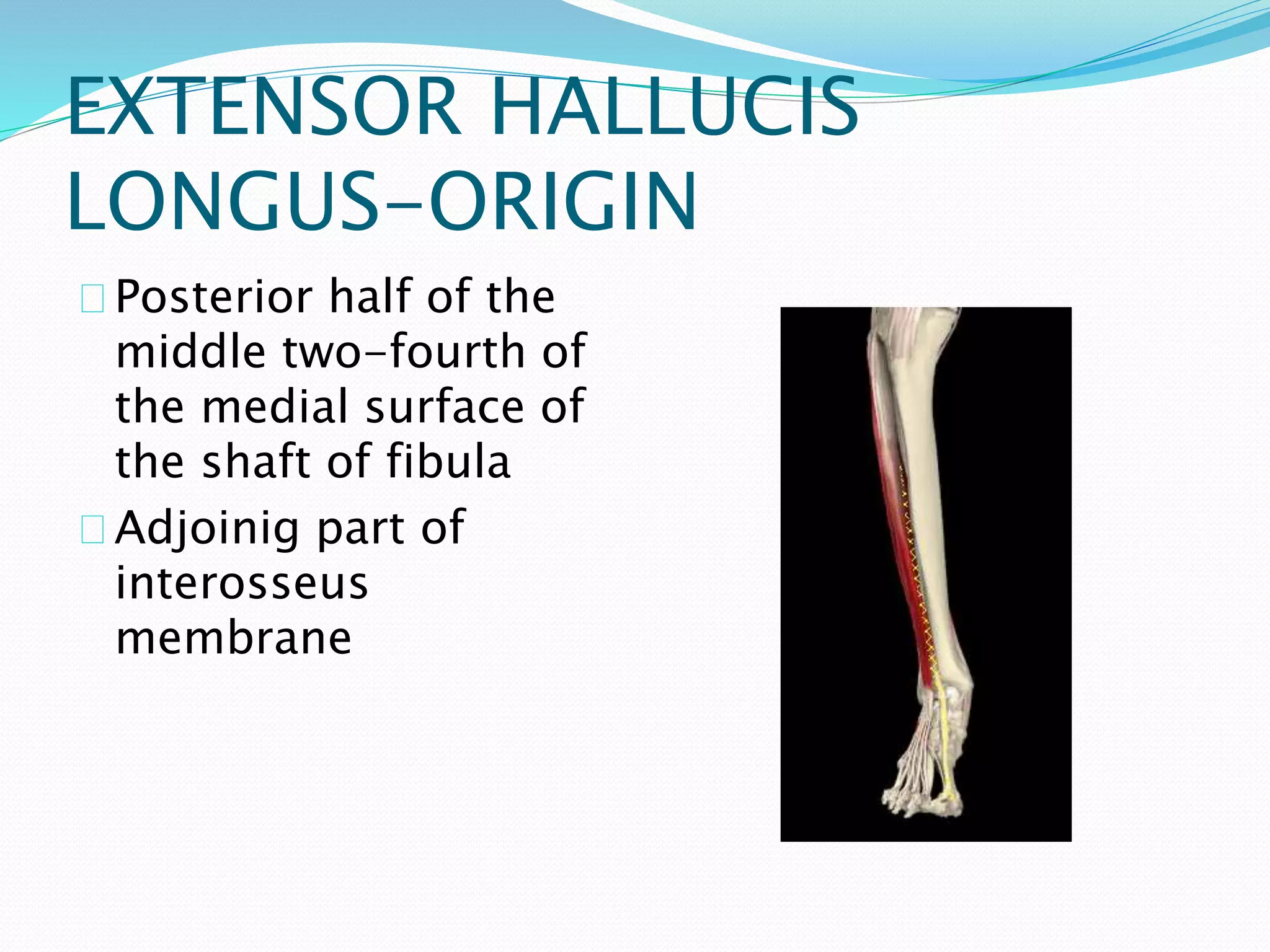 muscles of lower limb | PPTX