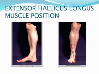 muscles of lower limb | PPTX