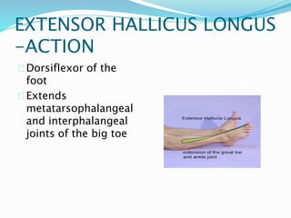 muscles of lower limb | PPTX