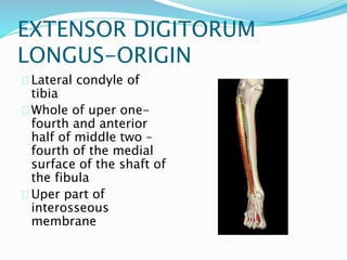 muscles of lower limb | PPTX