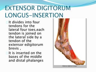 muscles of lower limb | PPTX